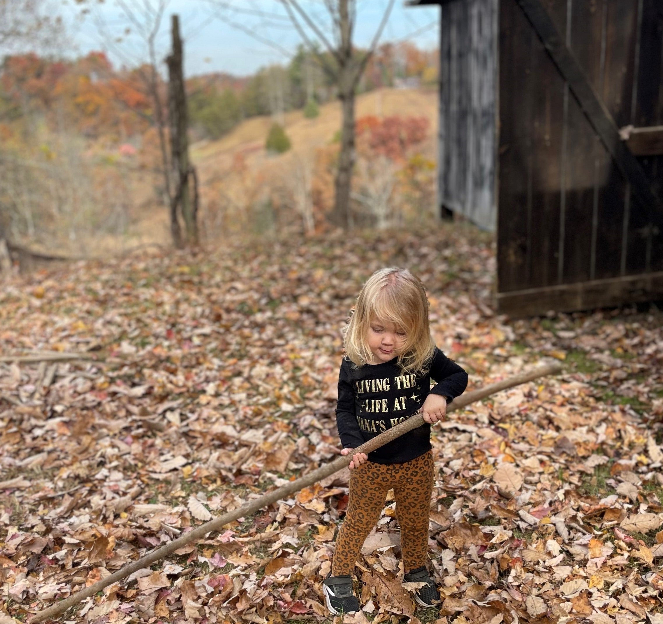 Kentucky Walking Sticks