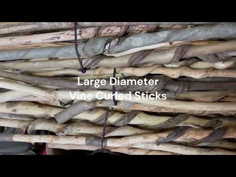 Vine Curled Larger Diameter(2"-2.5") "Blank" stick (Shopify) – Kentucky ...